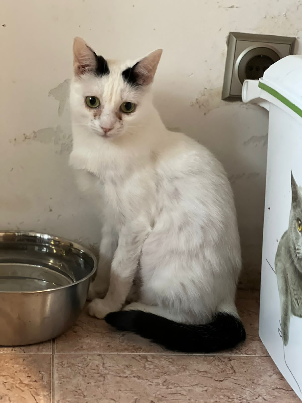 Murka — Katzenhilfe Rußland e.V. | Katzen