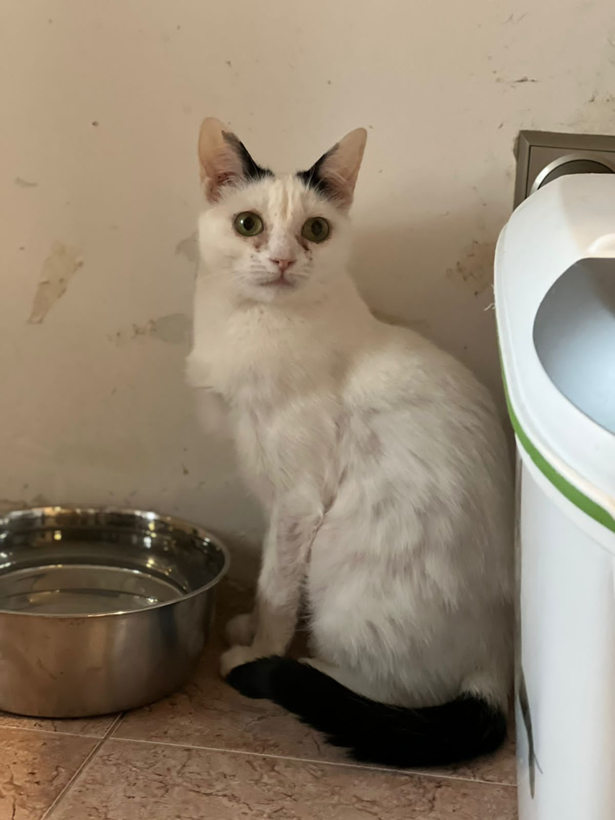 Murka — Katzenhilfe Rußland e.V. | Katzen