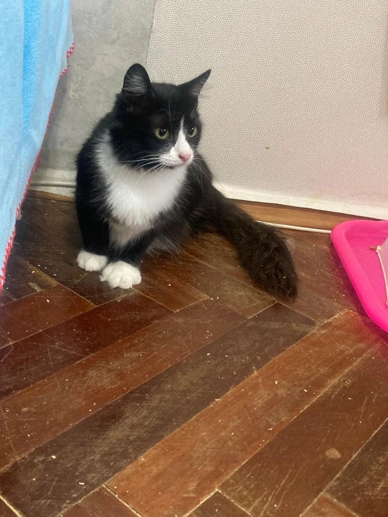 murka-katzenhilfe.de