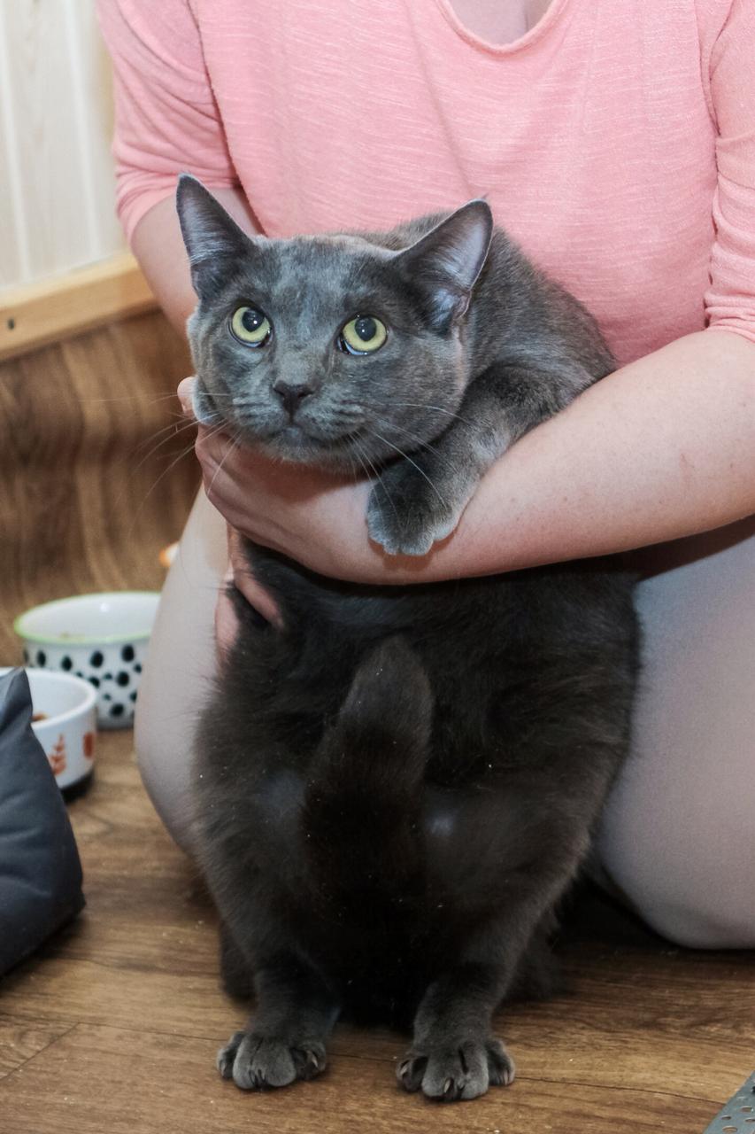 murka-katzenhilfe.de