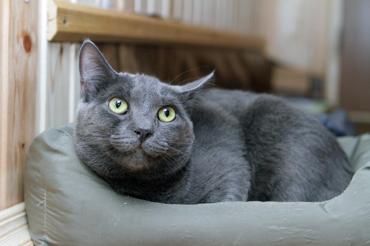 murka-katzenhilfe.de