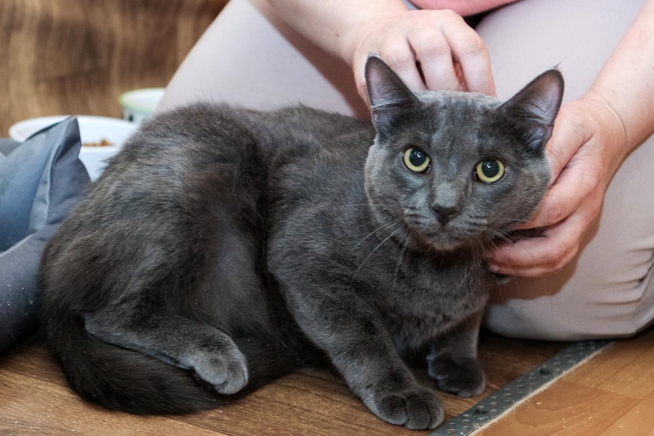 murka-katzenhilfe.de