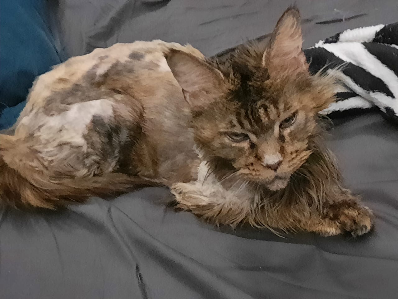 murka-katzenhilfe.de