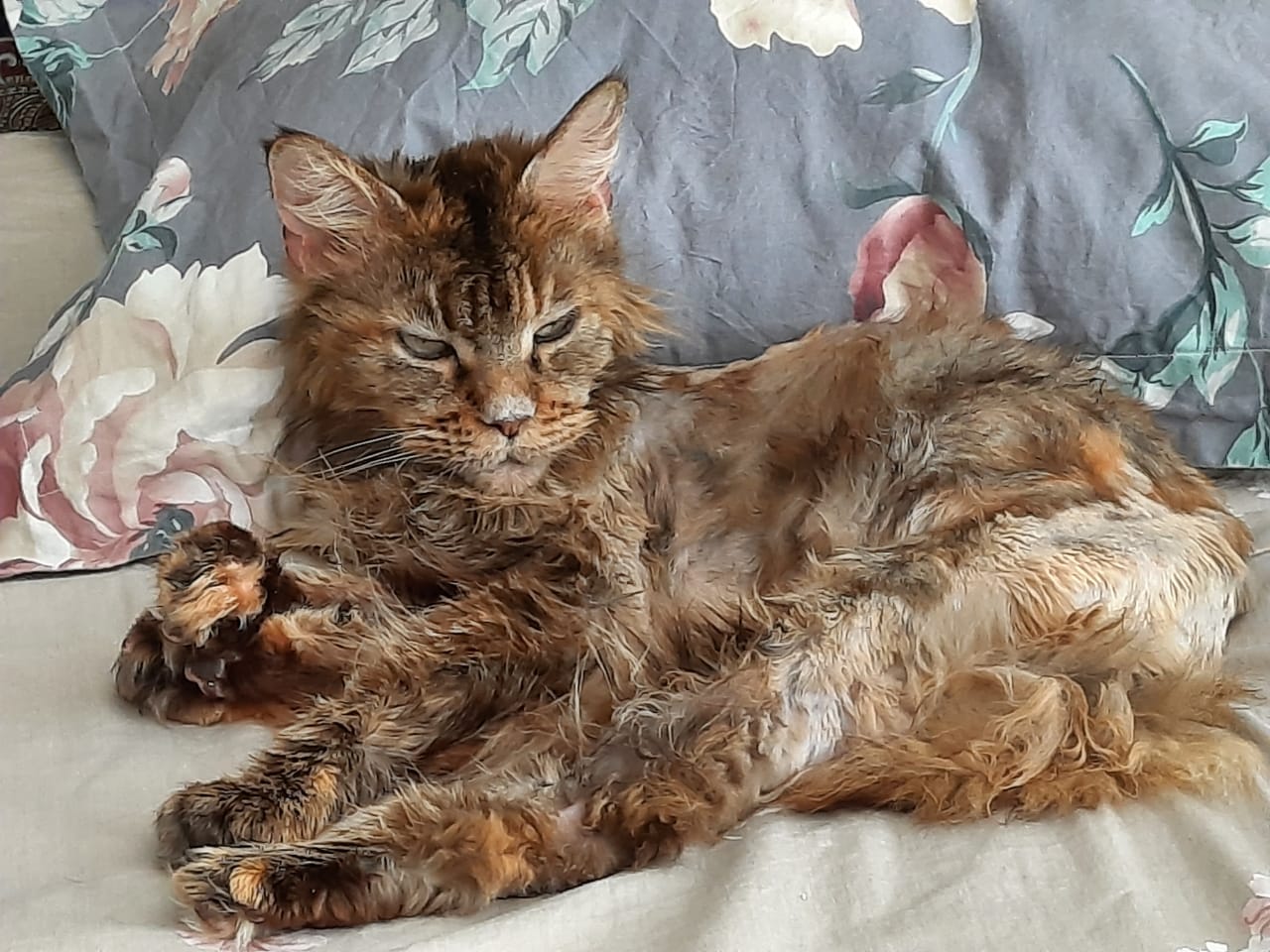 murka-katzenhilfe.de