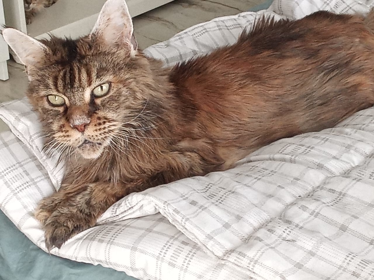 murka-katzenhilfe.de