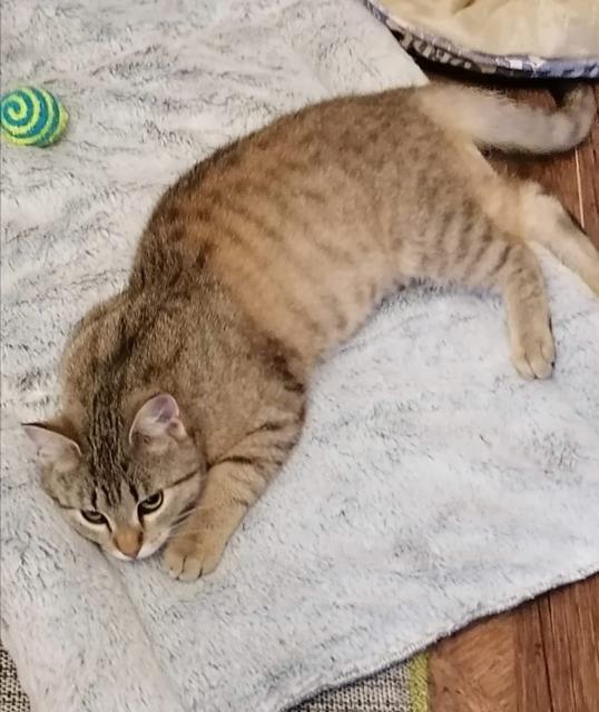 murka-katzenhilfe.de